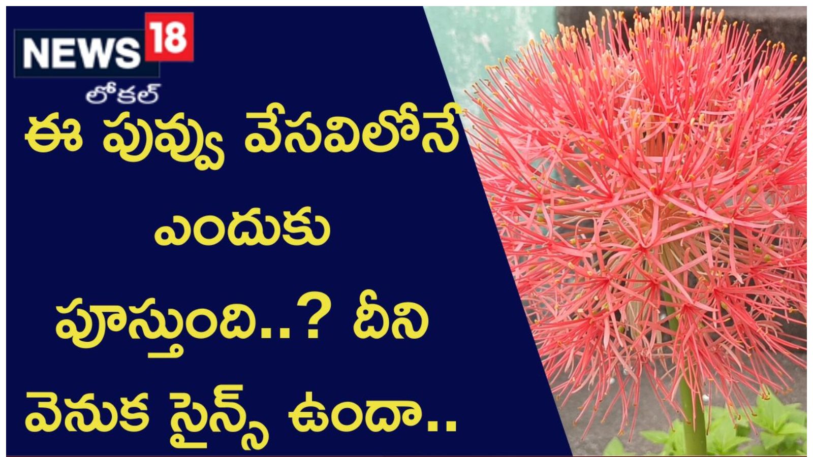 ఈ పువ్వు వేసవిలోనే ఎందుకు పూస్తుంది..? దీని వెనుక సైన్స్ ఉందా ...