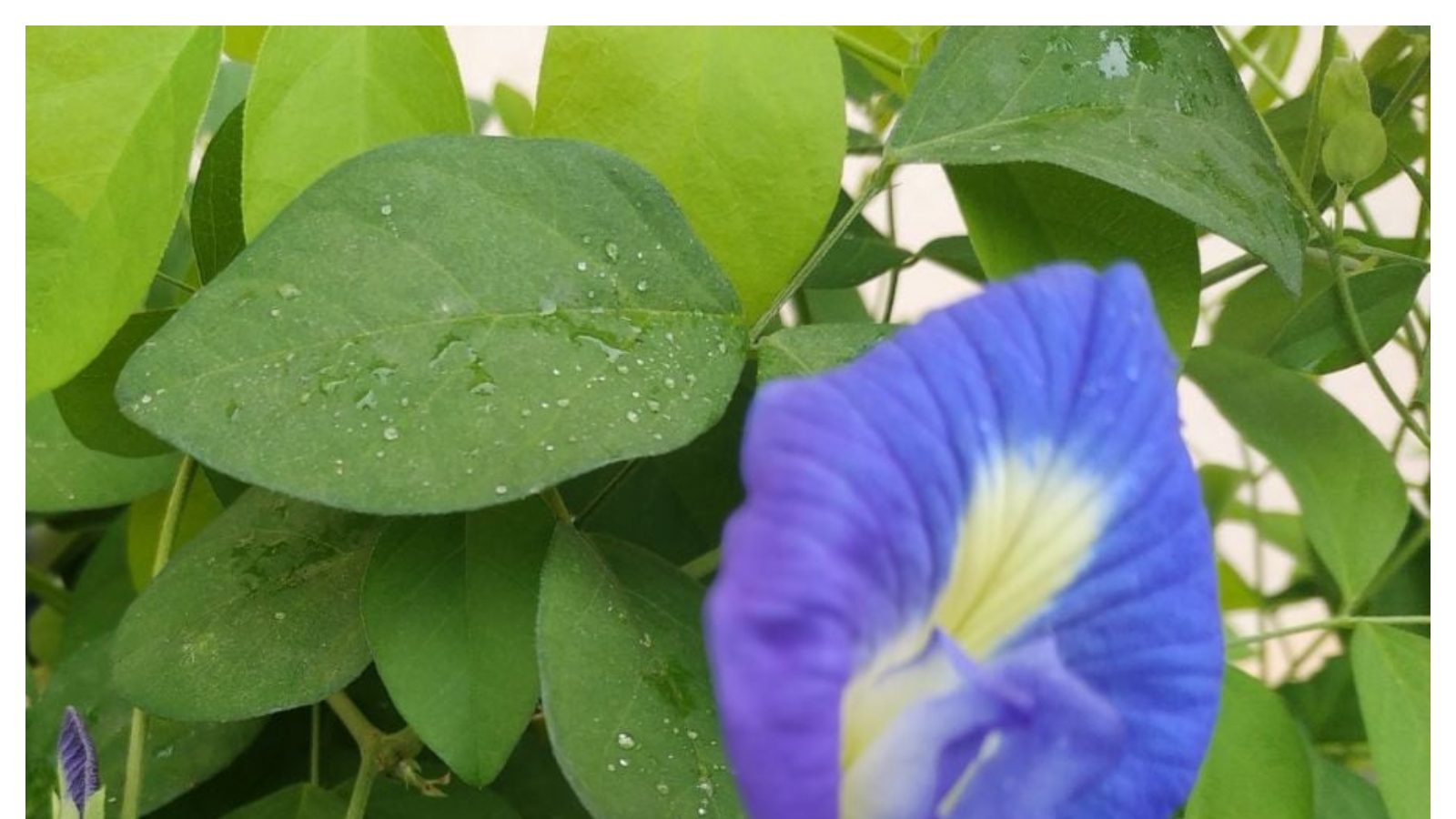 Astro Tips: ఇంట్లో ఈ పువ్వు ఉంటే డబ్బుకు లోటు ఉండదు.. జీవితంలో కొత్త ...