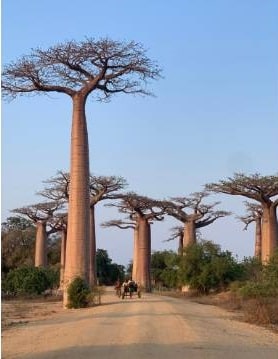 Hyderabad: హైదరాబాద్‌లో 850 ఏళ్ల ఆఫ్రికా చెట్టు.. దీని లోపల 40 మంది ...