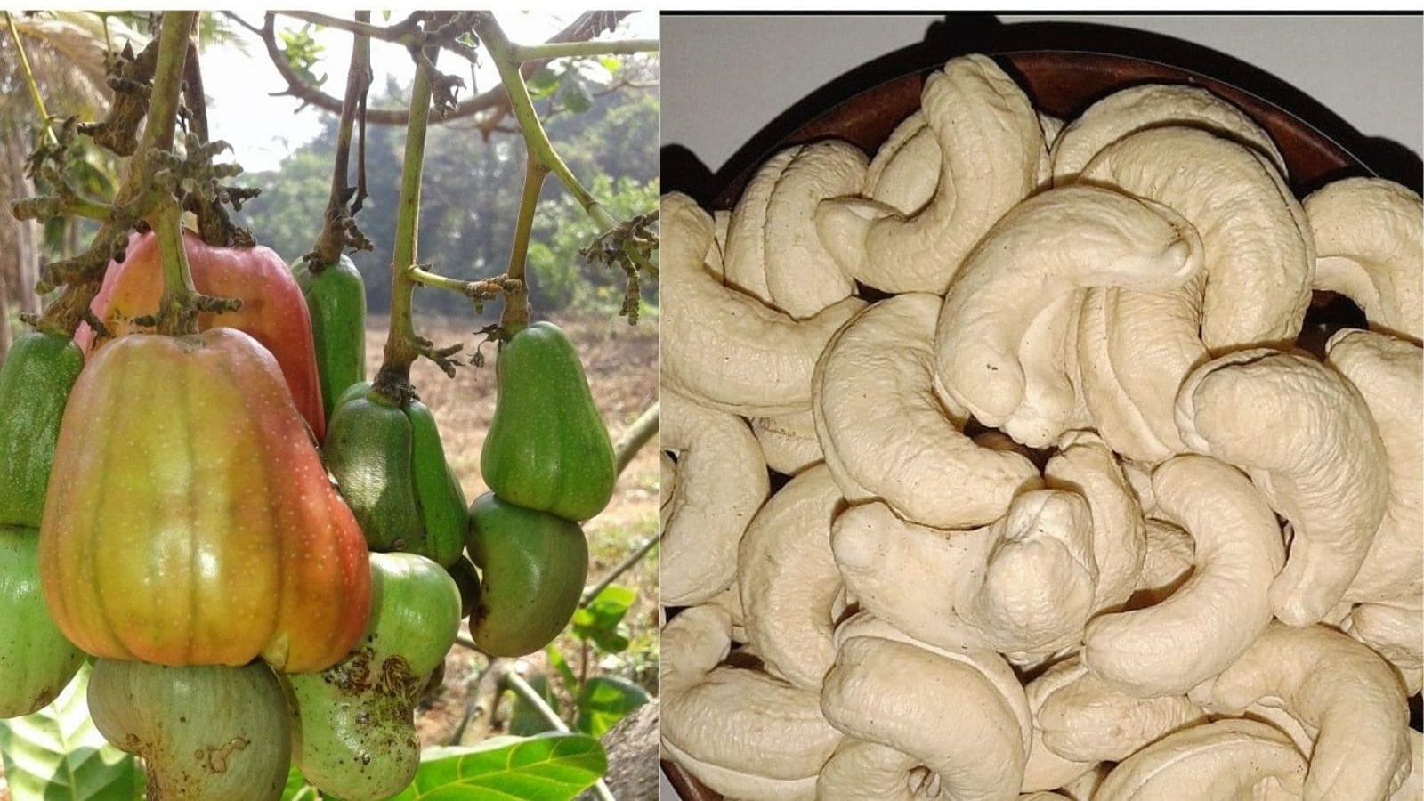 Cashew: ఆ గ్రామంలో కేజీ జీడిపప్పు ధర రూ.20 మాత్రమే..ఆఫర్‌ కాదు, అసలు ...