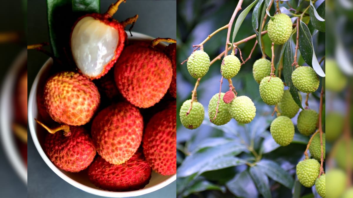 Litchi Fruit : లిచీ పండ్లకు కేరాఫ్ అవుతున్న ఇండియా.. సరికొత్త వ్యవసాయ ...