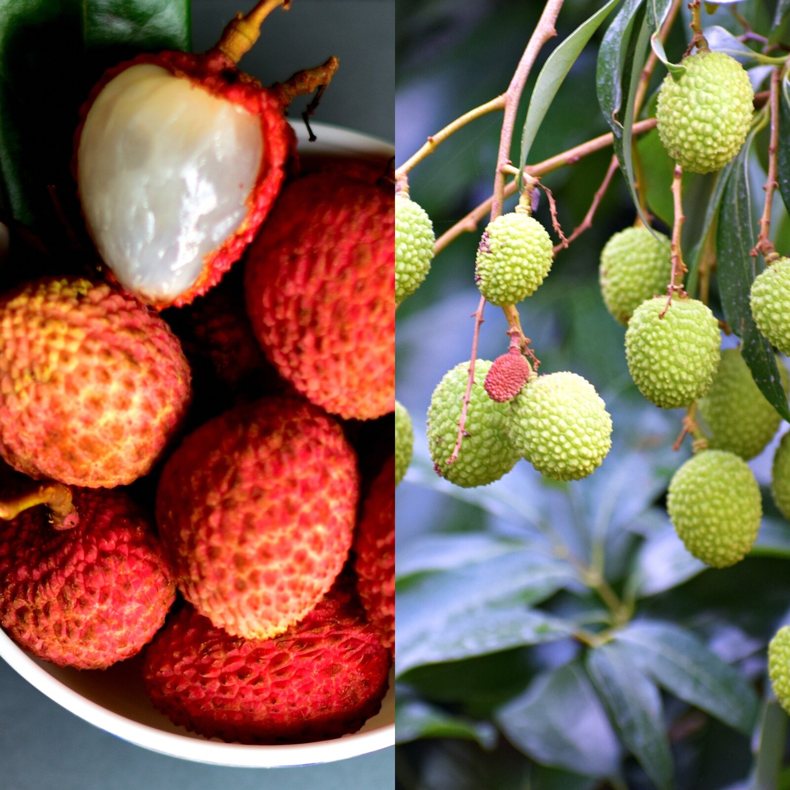 Litchi Fruit : లిచీ పండ్లకు కేరాఫ్ అవుతున్న ఇండియా.. సరికొత్త వ్యవసాయ ...