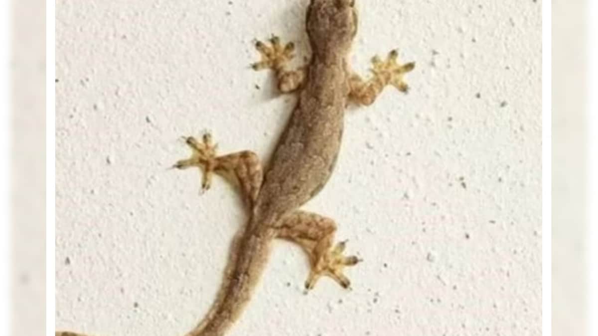 Lizard sign: ఇంట్లో బల్లిని చూడటం శుభమా? అశుభ సంకేతమా? – News18 తెలుగు