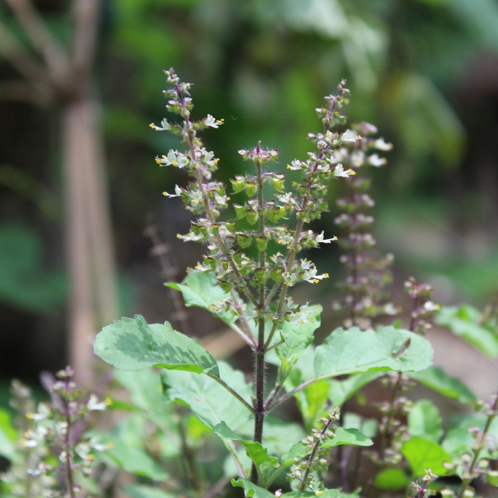 Tulasi Plant: తులసి మొక్కను ఈ ఇంట్లో పెంచకూడదు.. తప్పక తెలుసకోవాల్సిన ...