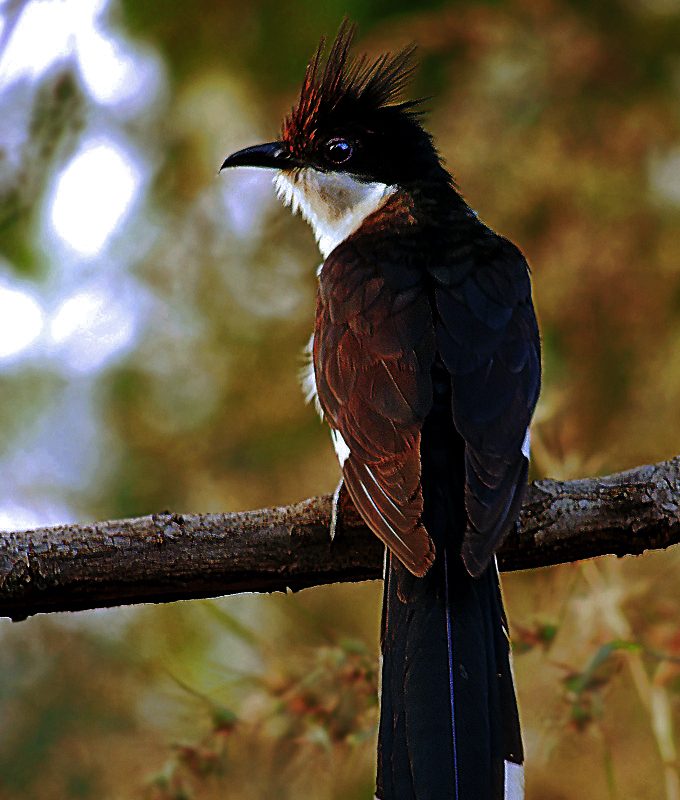 Chatak Bird : వర్షపు చినుకుల్ని మాత్రమే తాగుతుంది.. ఈ పక్షి ప్రత్యేకతే వేరు! – News18 తెలుగు