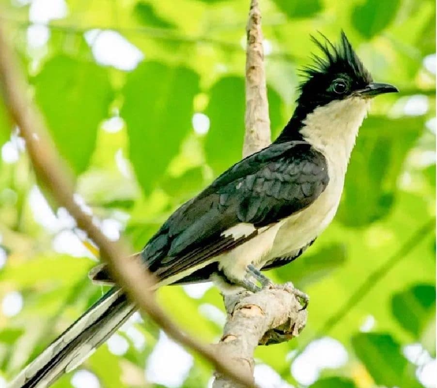 Chatak Bird : వర్షపు చినుకుల్ని మాత్రమే తాగుతుంది.. ఈ పక్షి ప్రత్యేకతే ...