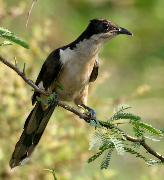 Chatak Bird : వర్షపు చినుకుల్ని మాత్రమే తాగుతుంది.. ఈ పక్షి ప్రత్యేకతే ...