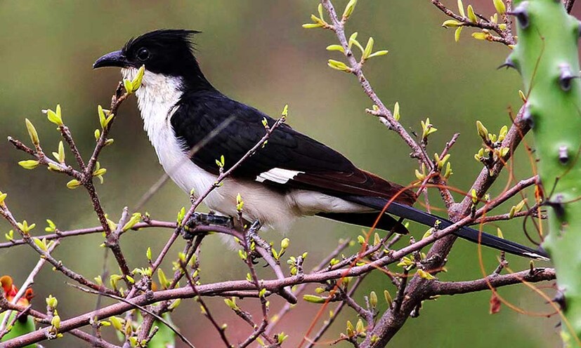 Chatak Bird : వర్షపు చినుకుల్ని మాత్రమే తాగుతుంది.. ఈ పక్షి ప్రత్యేకతే ...