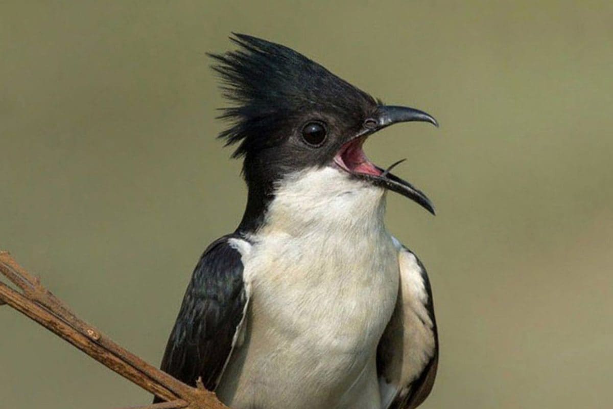 Chatak Bird : వర్షపు చినుకుల్ని మాత్రమే తాగుతుంది.. ఈ పక్షి ప్రత్యేకతే ...