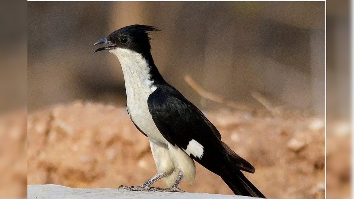 Chatak Bird : వర్షపు చినుకుల్ని మాత్రమే తాగుతుంది.. ఈ పక్షి ప్రత్యేకతే ...