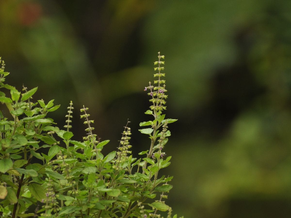 Tulasi Plant: మీ ఇంట్లో తులసి మొక్క వాడిపోతుందా? అయితే ఈ టిప్స్ ...