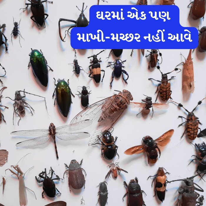 వంటగది నిండా పురుగులు, చీమలు ఉన్నాయా? ఈ ఐదు చిట్కాలతో వాటిని తరిమేయండి