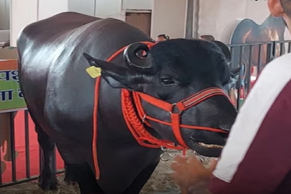 Unique Buffalo:1300కిలోల బరువున్న గేదె.. దాని వీర్యానికి అంతకు మించి ...