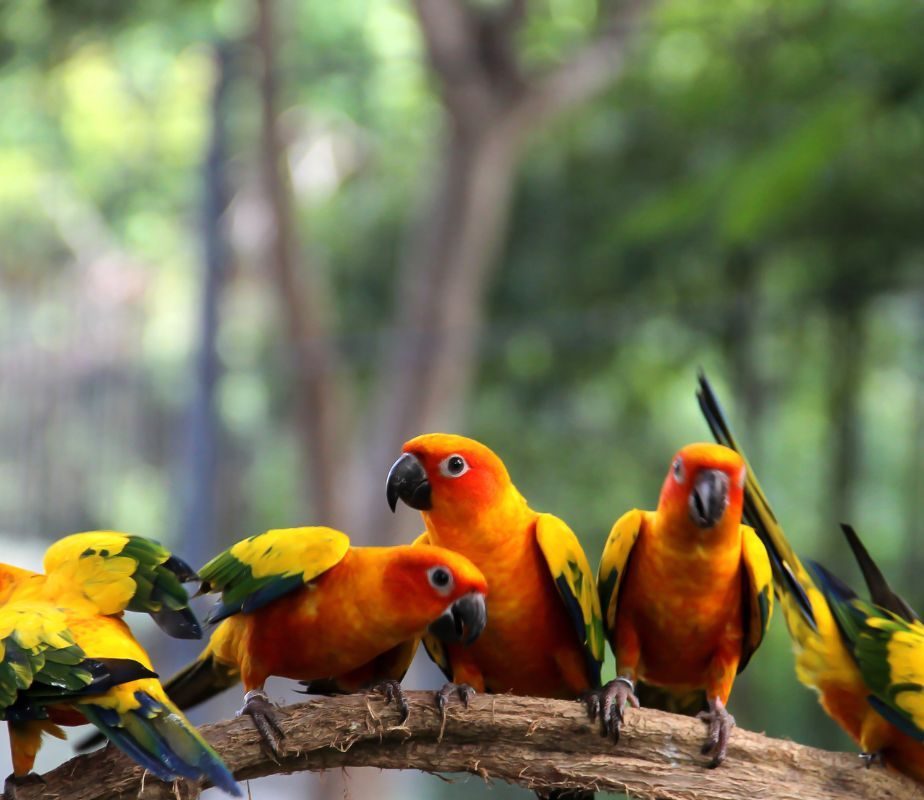 Bird Astrology: పక్షి మన తలను తాకితే మంచిదేనా ? భుజంపై ఎక్కించుకుంటే ...