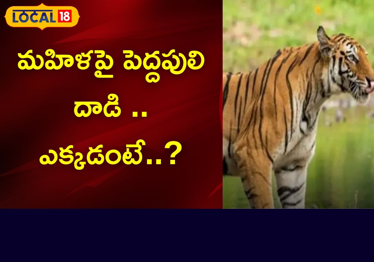 Full details about tigers growing at Atmakur nallamala forest and ...