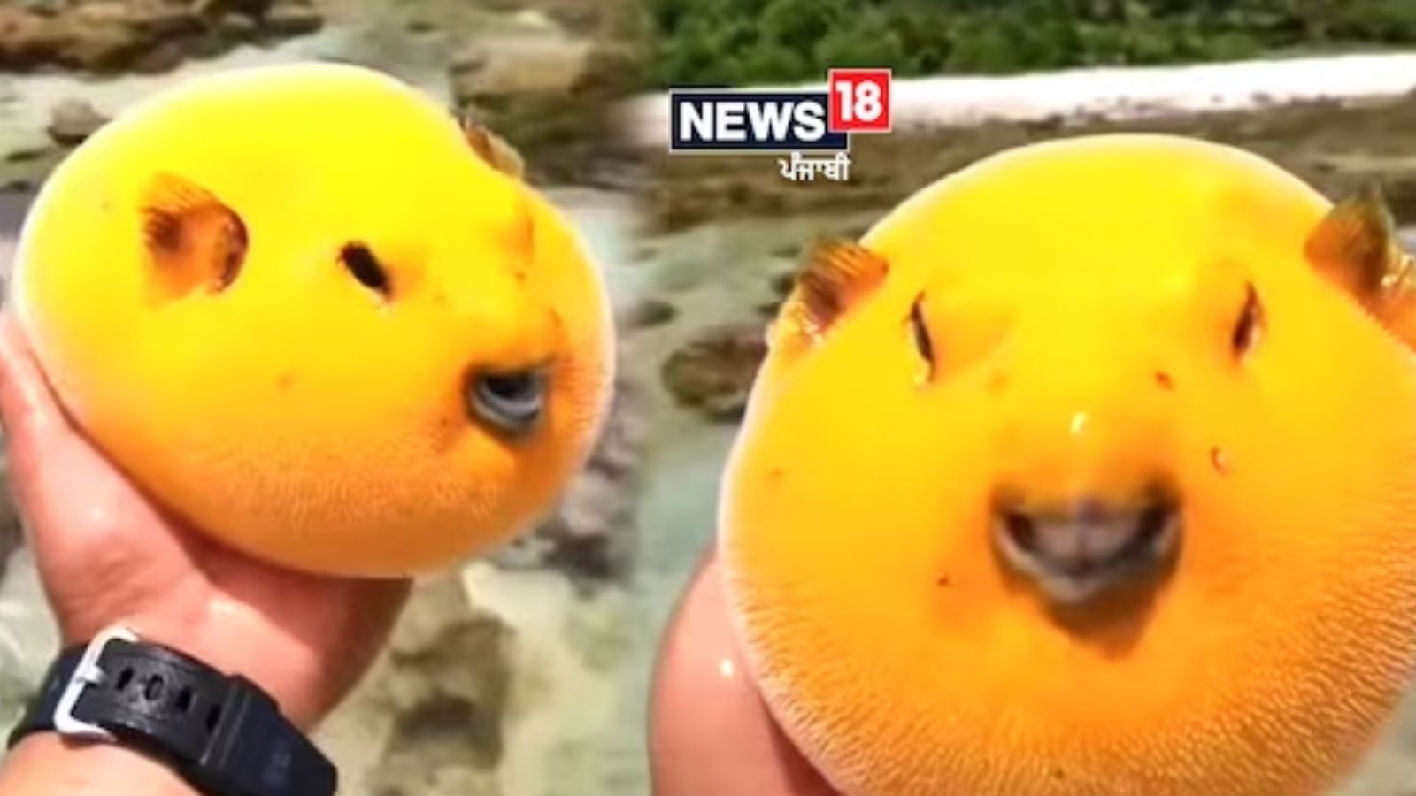 Viral Fish Video : మామిడి పండులాంటి చేపను ఎప్పుడైనా చూశారా?ఇదిగో వీడియో ...