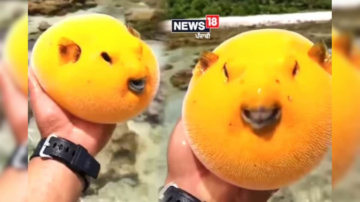 Viral Fish Video : మామిడి పండులాంటి చేపను ఎప్పుడైనా చూశారా?ఇదిగో వీడియో ...