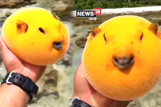 Viral Fish Video : మామిడి పండులాంటి చేపను ఎప్పుడైనా చూశారా?ఇదిగో వీడియో ...