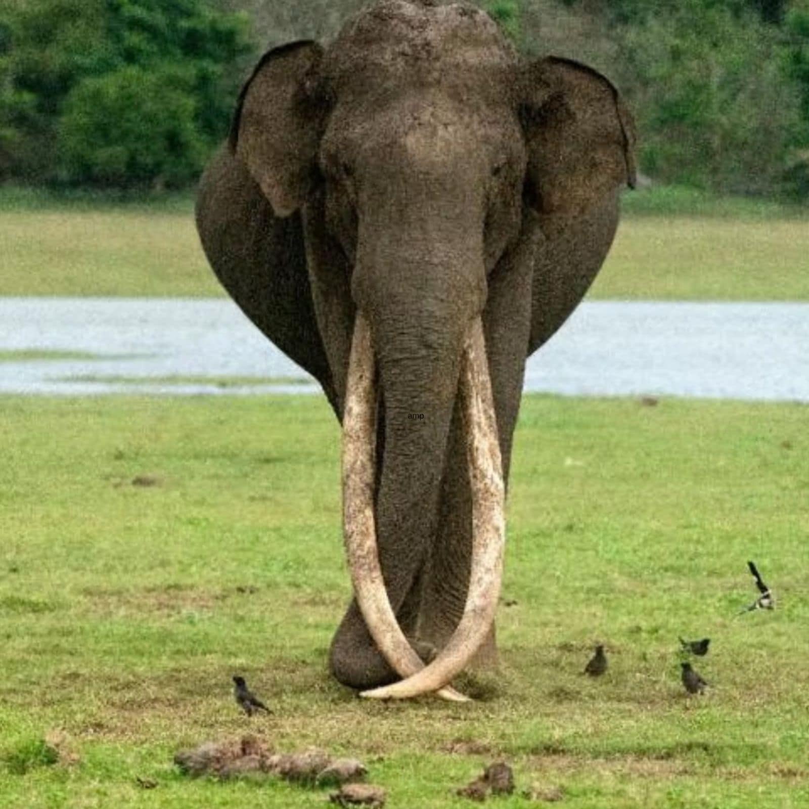 Elephant teeth: ప్రపంచవ్యాప్తంగా ఫుల్ డిమాండ్..ఏనుగు దంతాలు ఎందుకు అంత ...