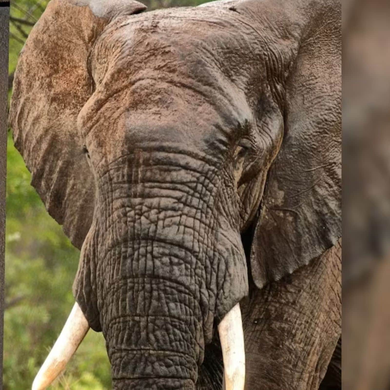 Elephant teeth: ప్రపంచవ్యాప్తంగా ఫుల్ డిమాండ్..ఏనుగు దంతాలు ఎందుకు అంత ...