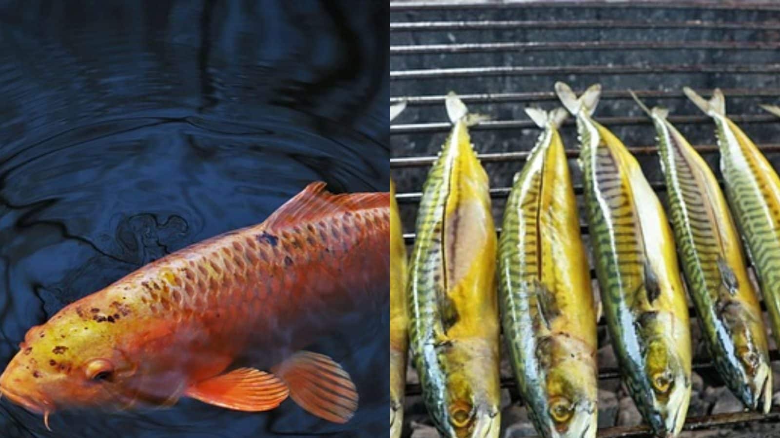 Fish: చేపలు తప్పనిసరిగా తినాలి... ఎందుకో ఇక్కడ తెలుసుకోండి.. ! | Why ...