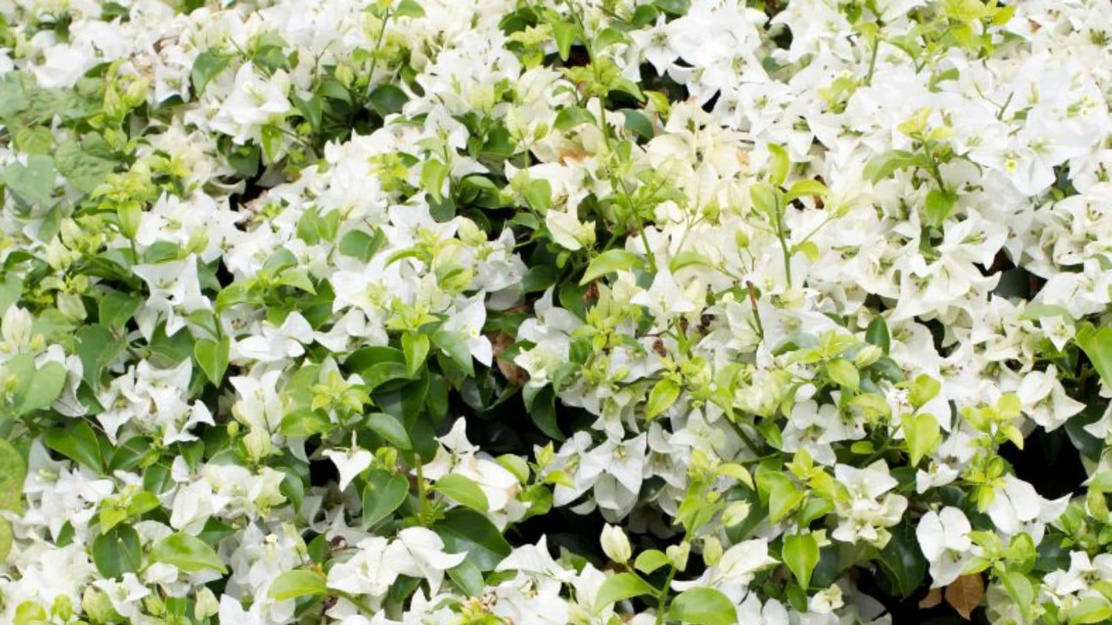 Bougainvillea Flower: వీధిలో కనిపించే కాగితం పువ్వుతో కలిగే ప్రయోజనాలు ...
