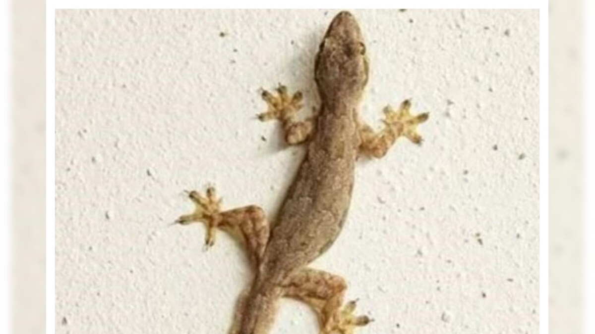 Vastu Shastra: మీ ఇంట్లో చనిపోయిన బల్లి కనిపిస్తే జాగ్రత్త.. అది ఏ ...