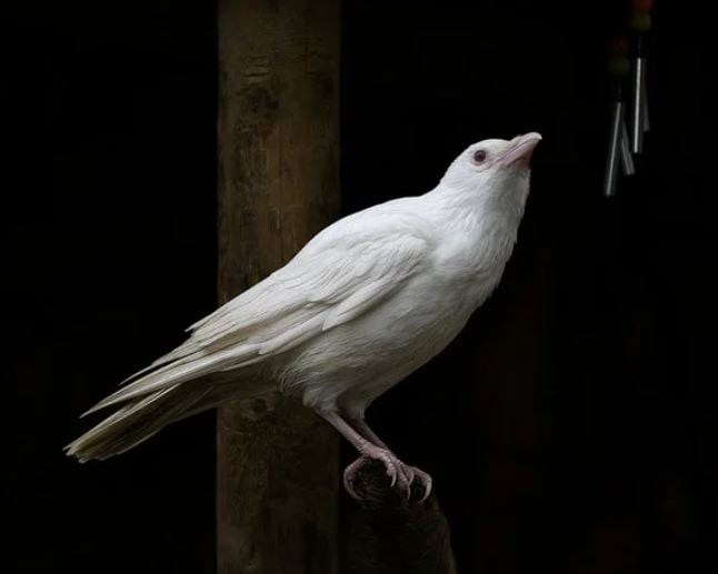 White crow:దేశానికి అపశకునం? కనిపించిన అరుదైన తెల్ల కాకి! ఎక్కడో తెలుసా ...