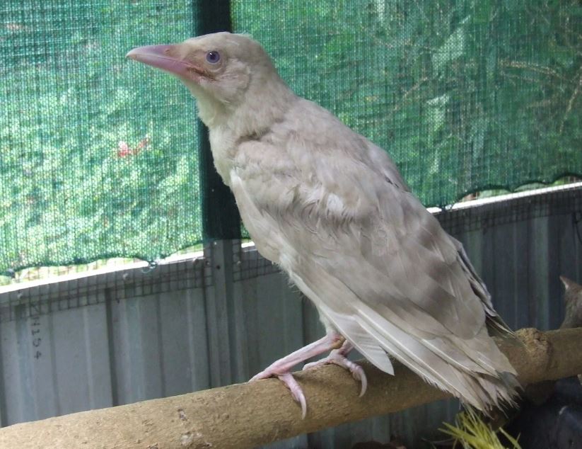 White crow:దేశానికి అపశకునం? కనిపించిన అరుదైన తెల్ల కాకి! ఎక్కడో తెలుసా ...