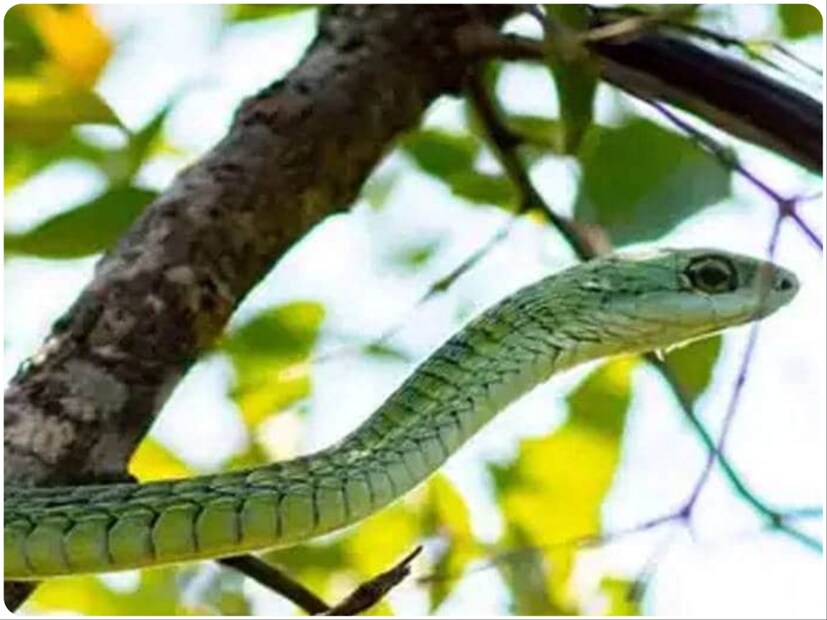 OMG: పాముతో కాటు వేయించుకున్న డాక్టర్ ..చనిపోయే వరకు డైరీ రాసుకున్నాడు ...