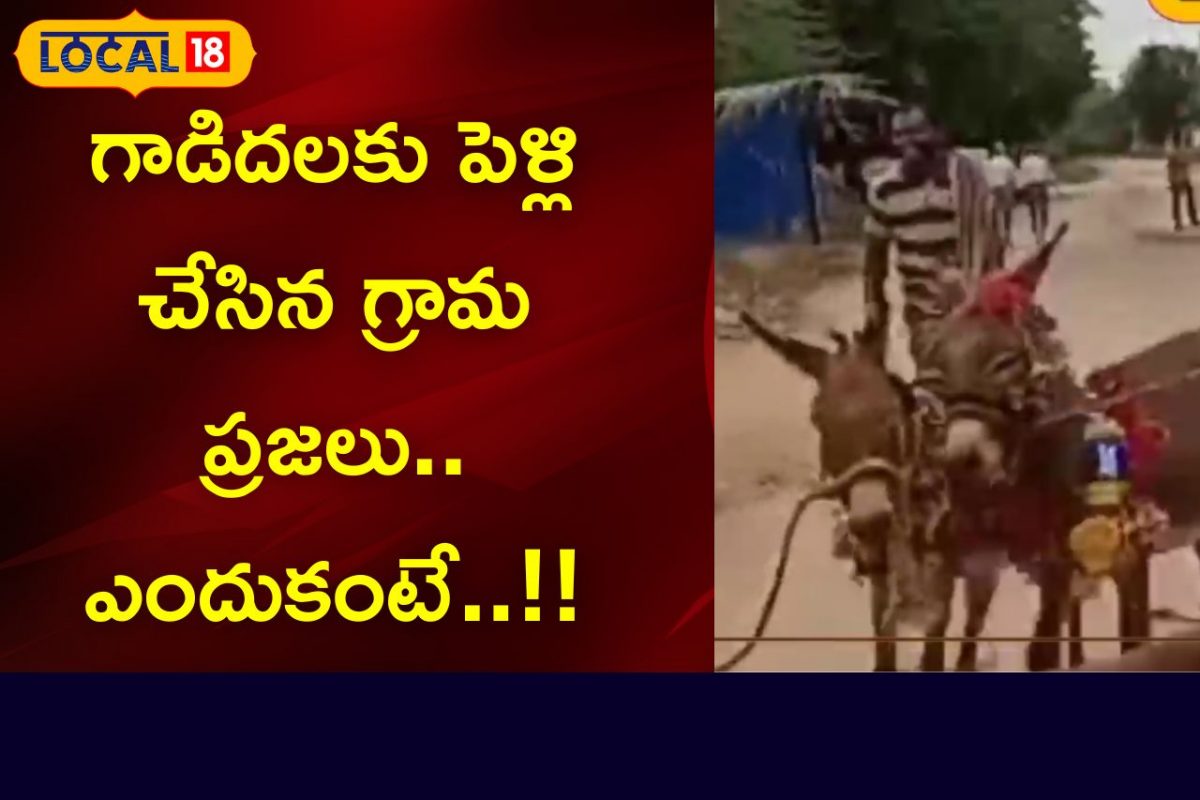 Donkey Marriage: గాడిదలకు పెళ్లిన చేసిన గ్రామప్రజలు.. ఎందుకంటే ...