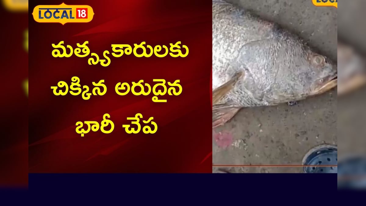 Rare and Costly Fish: ఒక్క చేప చిక్కడంతో లక్షాధికారి అయిన మత్స్యకారుడు ...