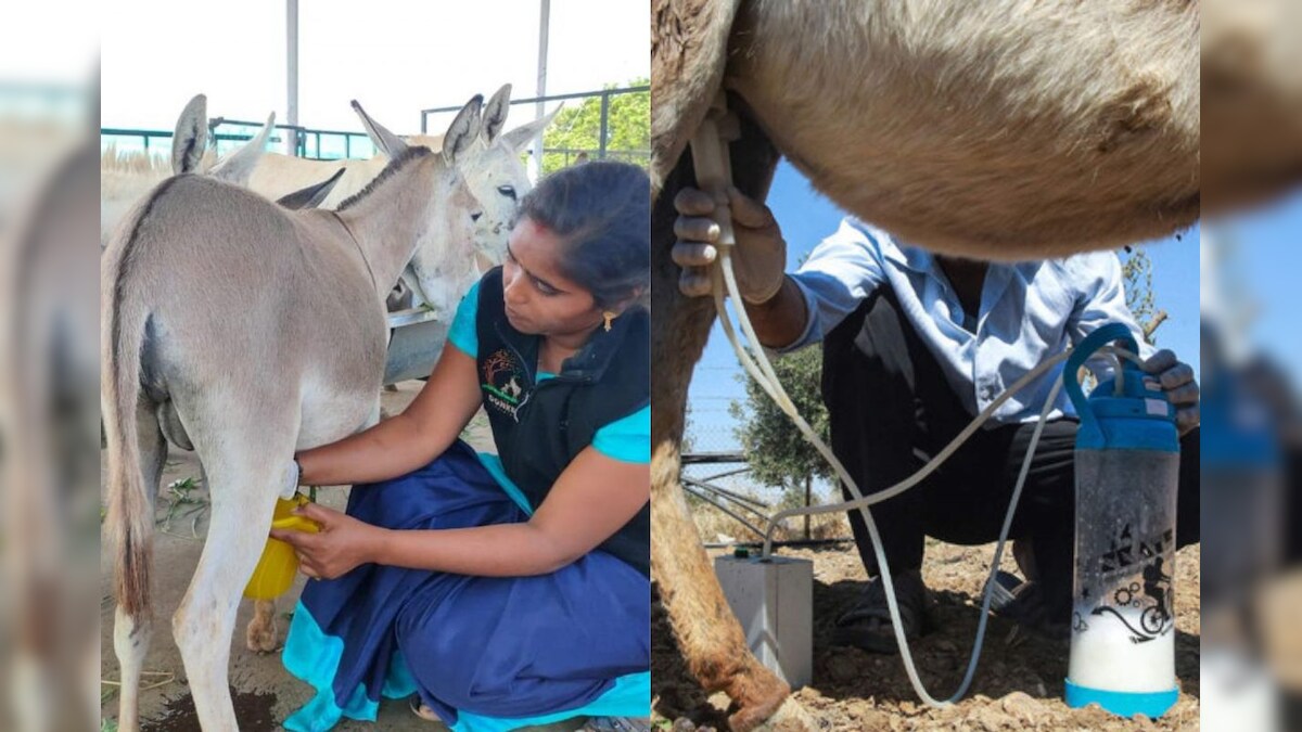 Donkey milk : గాడిద పాలకు భారీ డిమాండ్..లీటర్ రూ.5వేలు..గాడిద పాలతో ...