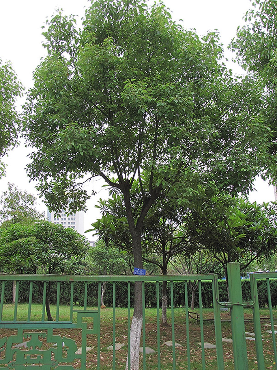 Camphor tree : కర్పూరం చెట్టు ఇంట్లో పెడితే డబ్బుని ఆకర్షిస్తుందట ...