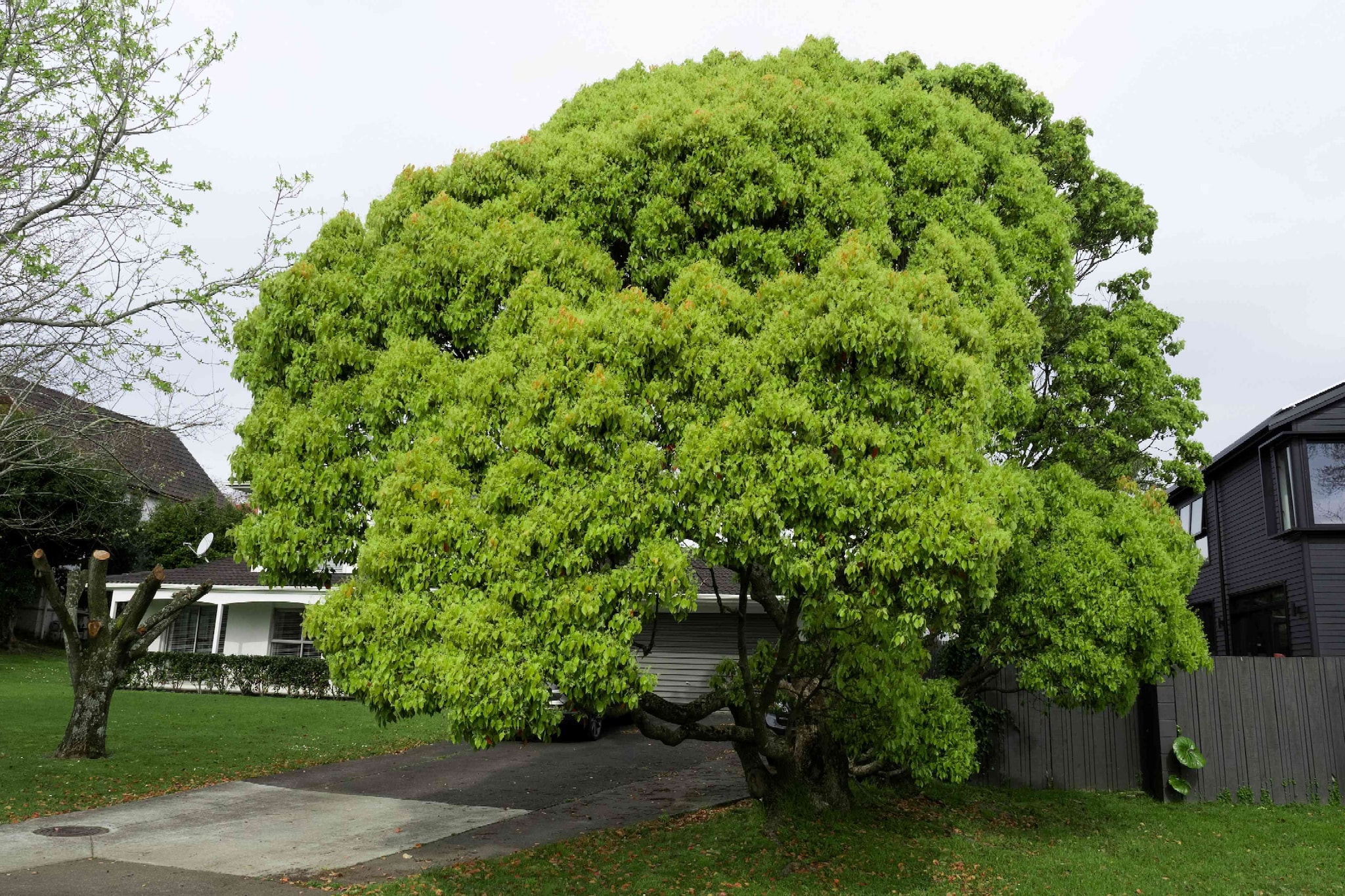 Camphor tree : కర్పూరం చెట్టు ఇంట్లో పెడితే డబ్బుని ఆకర్షిస్తుందట ...