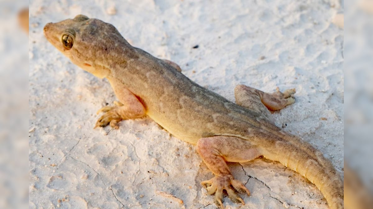 Lizard: ఇంట్లో బల్లుల బెడద ఎక్కువైందా? ఇలా తరిమేయండి..! | లైఫ్ స్టైల్ ...