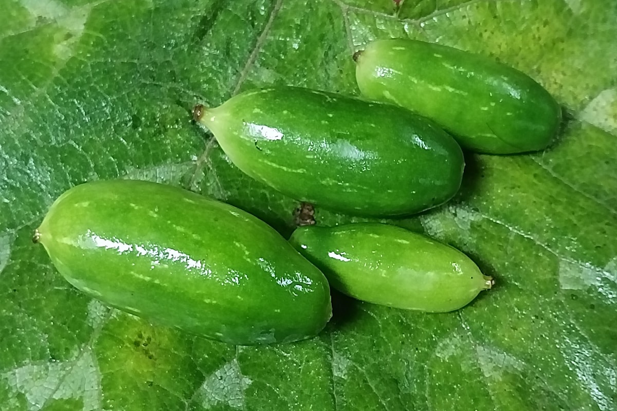 దొండకాయలో ఆరోగ్య ప్రయోజనాలు మెండు.. తెలిస్తే ఇప్పుడే మార్కెట్ కు ...