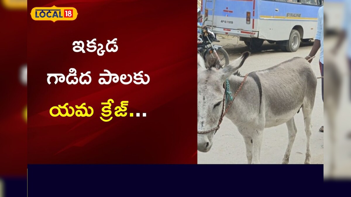 Donkey Milk: ఇక్కడ గాడిద పాలకు యమ క్రేజ్..! తాగితే లాభాలివే ...