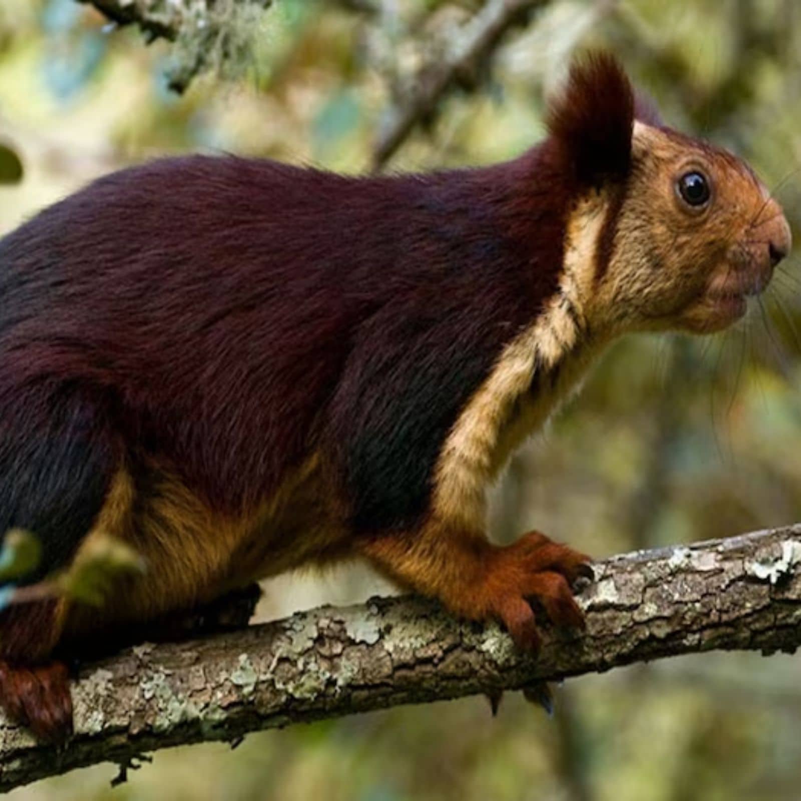 Large squirrel : ప్రపంచంలోనే అతి పొడవైన ఉడుత..ఫొటోలు షేర్ చేసిన ...