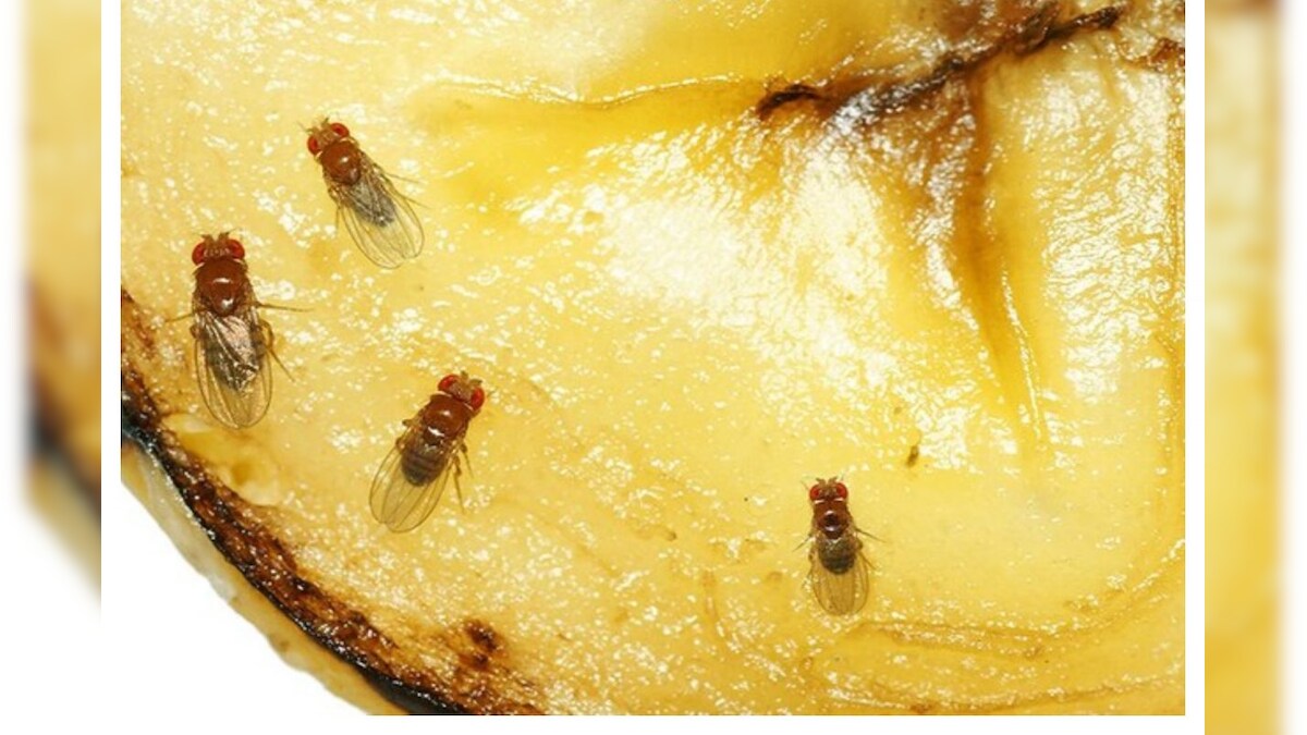 Fruit Flies in Kitchen: వంటింట్లో చిన్న చిన్న నుసిపురుగులు చిరాకు ...