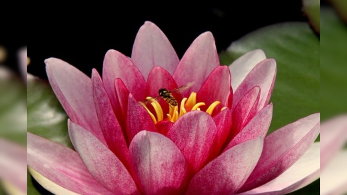 వామ్మో.. అక్కడ తామరను వెజిటెబుల్ లాగా తింటున్నారు..?... ఎందుకో తెలుసా..?