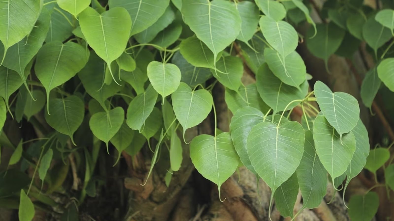Pepal bark : షుగర్,హై బీపీతో బాధపడుతున్నారా?ఈ చెట్టు బెరడుతో వాటికి ...