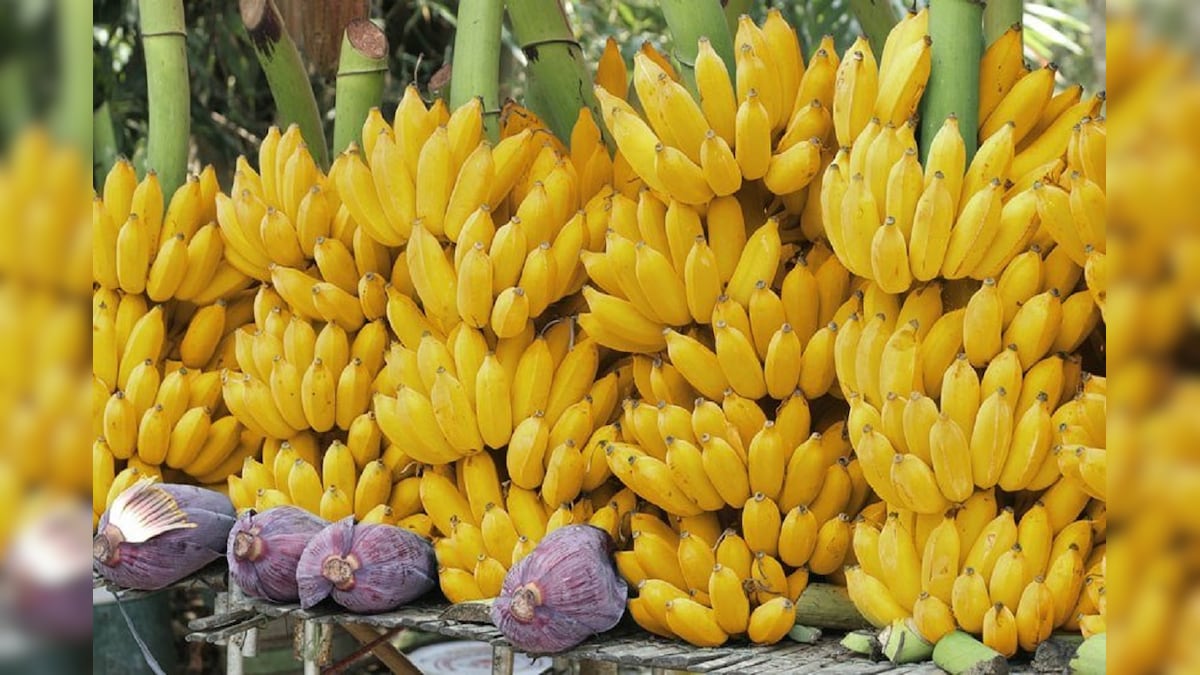 Banana: దగ్గు, జలుబు ఉంటే అరటి పండు తినకూడదా? | - News18 Telugu