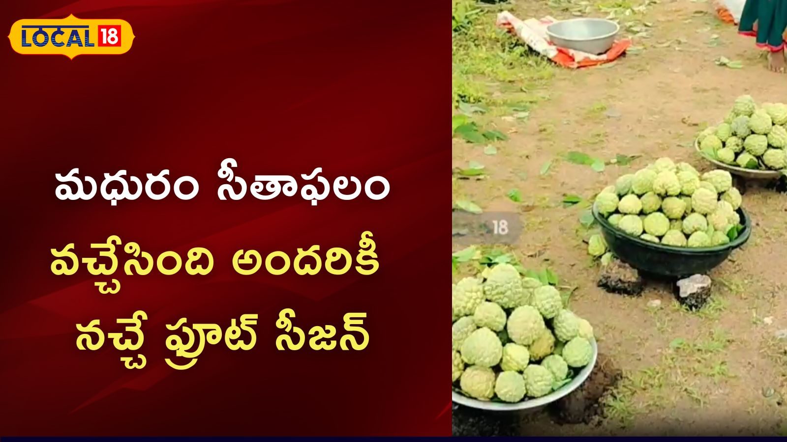 Medak: మధురం సీతాఫలం, వచ్చేసింది అందరికీ నచ్చే ఫ్రూట్ సీజన్ | తెలంగాణ ...