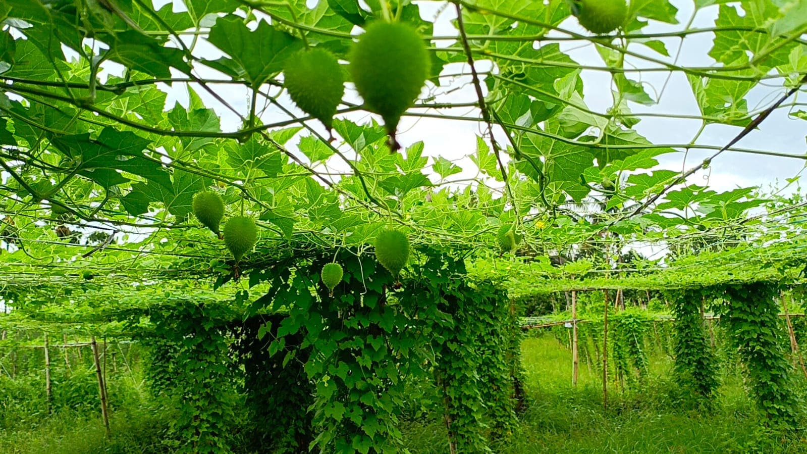 Boda Kakarakaya: బోడ కాకరకాయ తింటే ఎన్నో లాభాలు... ధర ఎంతో తెలుసా ...