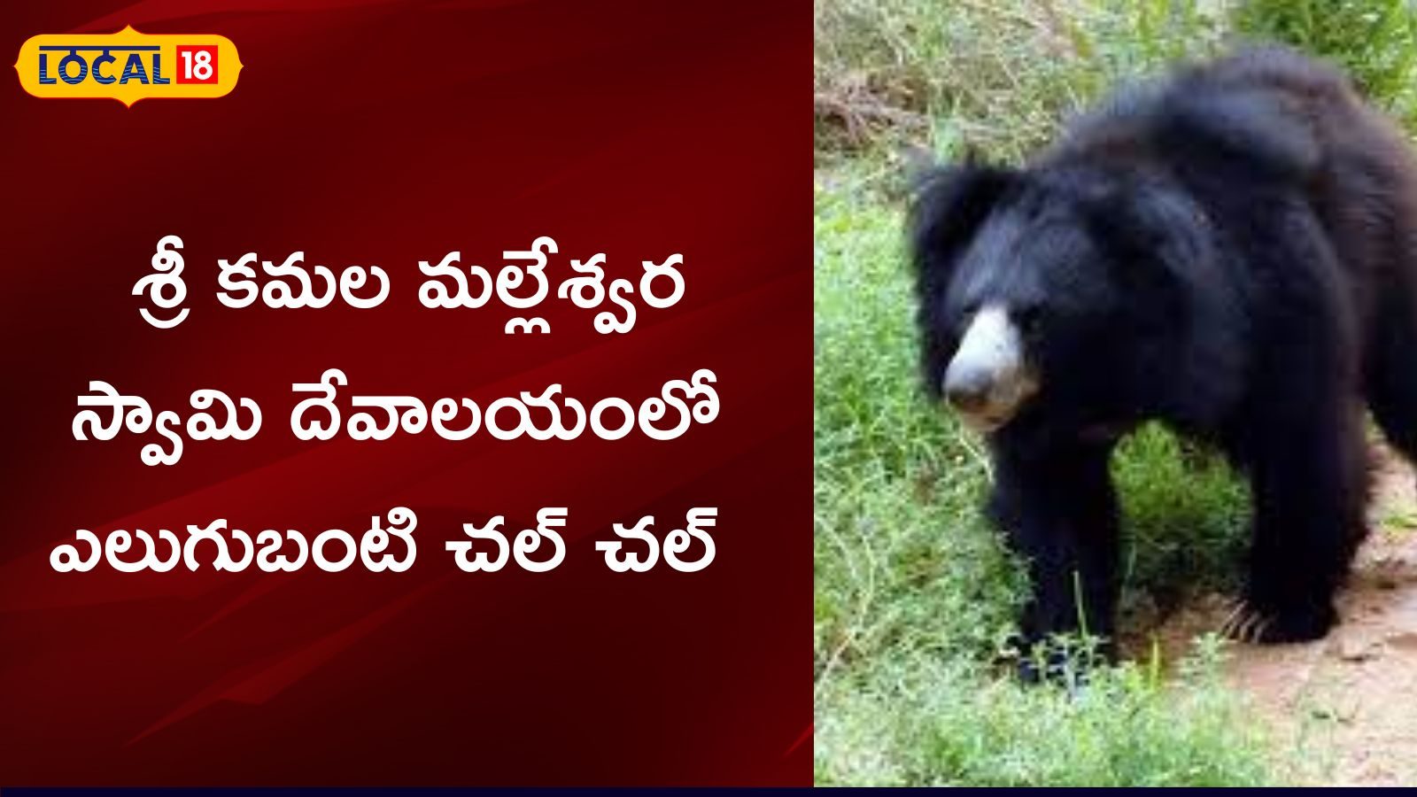 Bear in Temple: శ్రీ కమల మల్లేశ్వర స్వామి దేవాలయంలో ఎలుగుబంటి చల్ చల్ ...