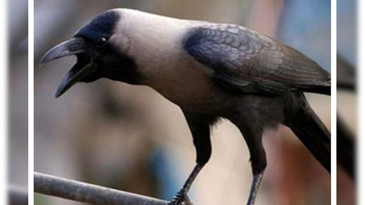 Crow: ఇంటి ముందు కాకి అరుస్తే అది మరణ సూచకమా? గ్రంథాలు ఏమి చెబుతున్నాయి ...