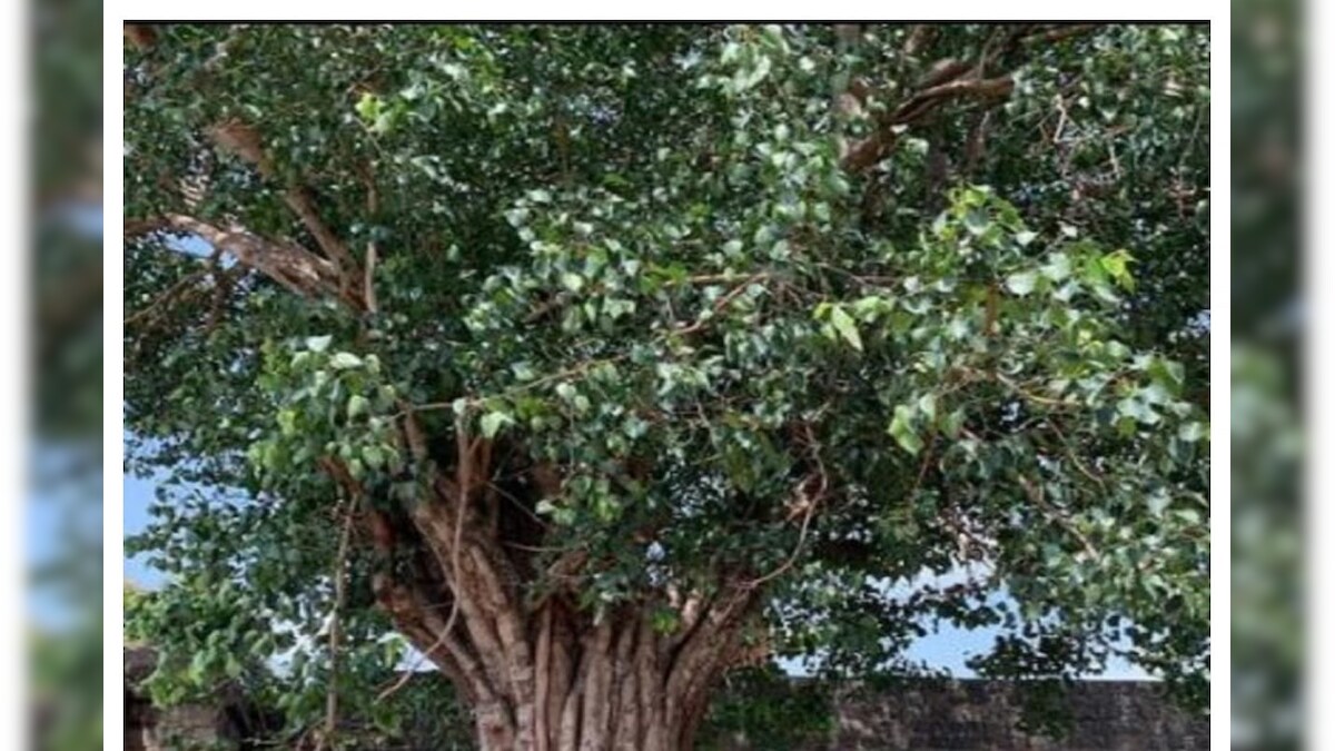 Peepal tree vastu: రావిచెట్టును పూజిస్తే పుణ్యంతోపాటు పితృదోషం ...