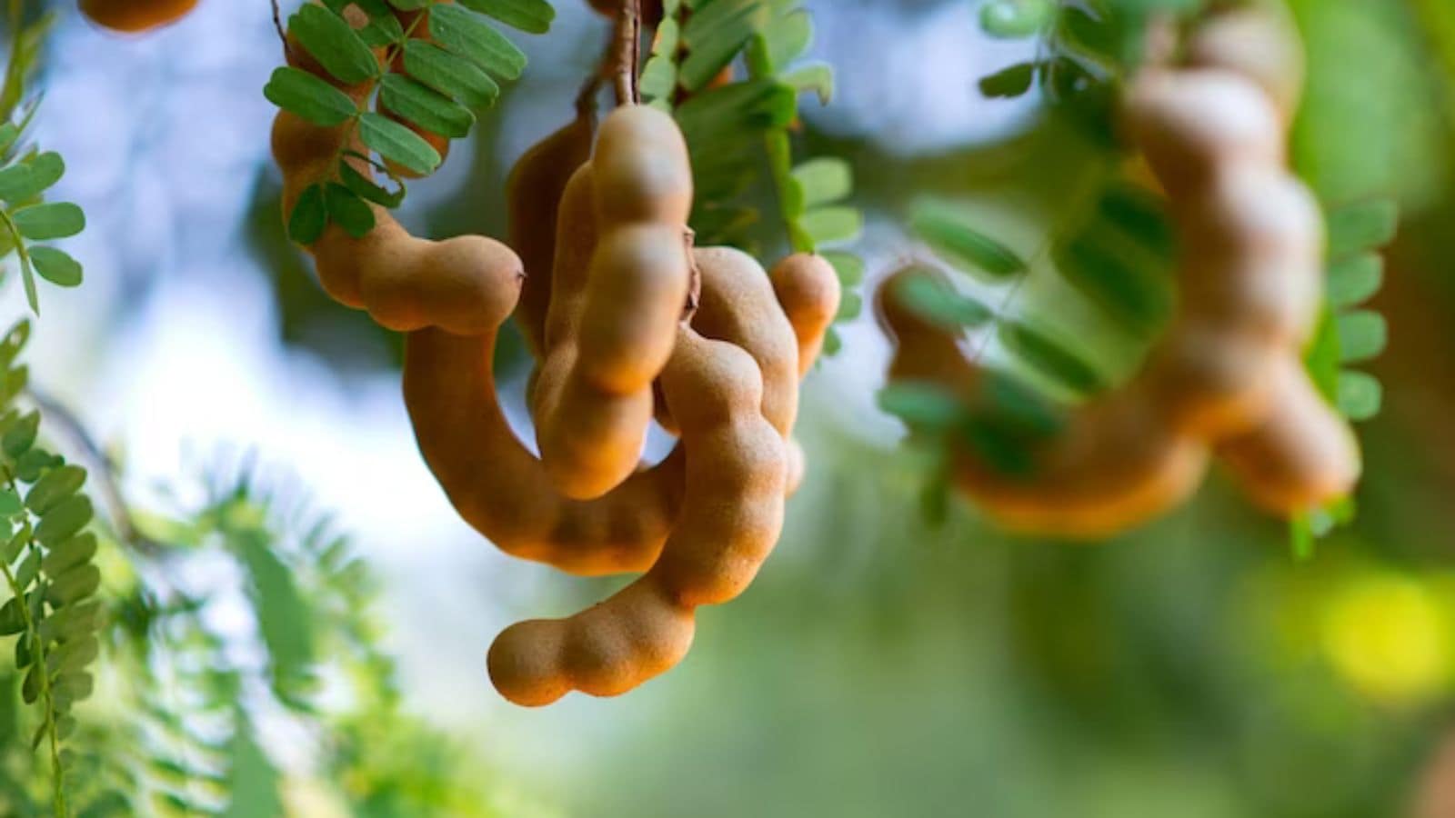 Benefits of Tamarind Leaves: చింత ఆకులు వల్ల కలిగే లాభాలు తెలిస్తే ...