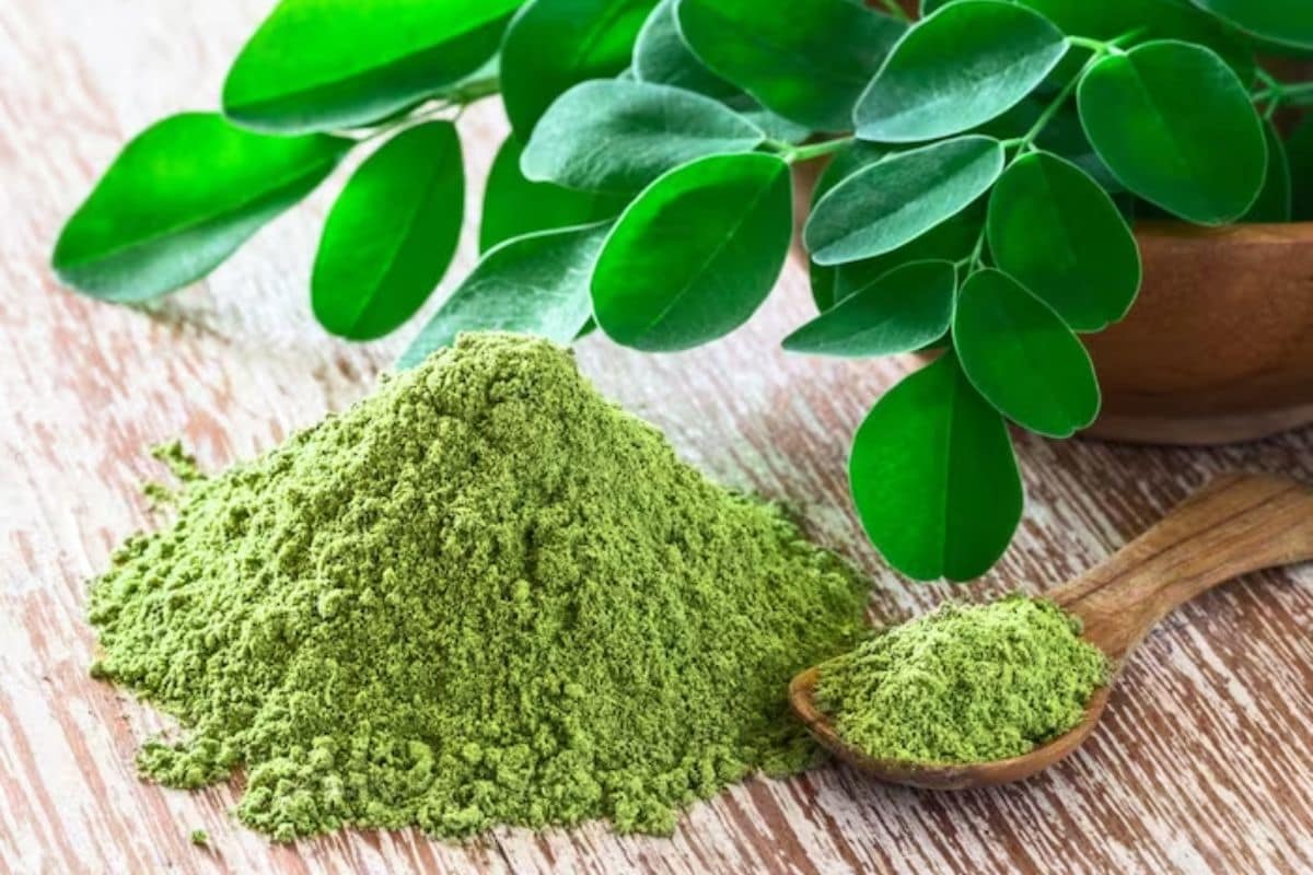 Moringa Powder Benefits: ఈ ఆకు పొడి తింటే.. ఇంట్లో రోగాలు పేరు ఉండదు ...
